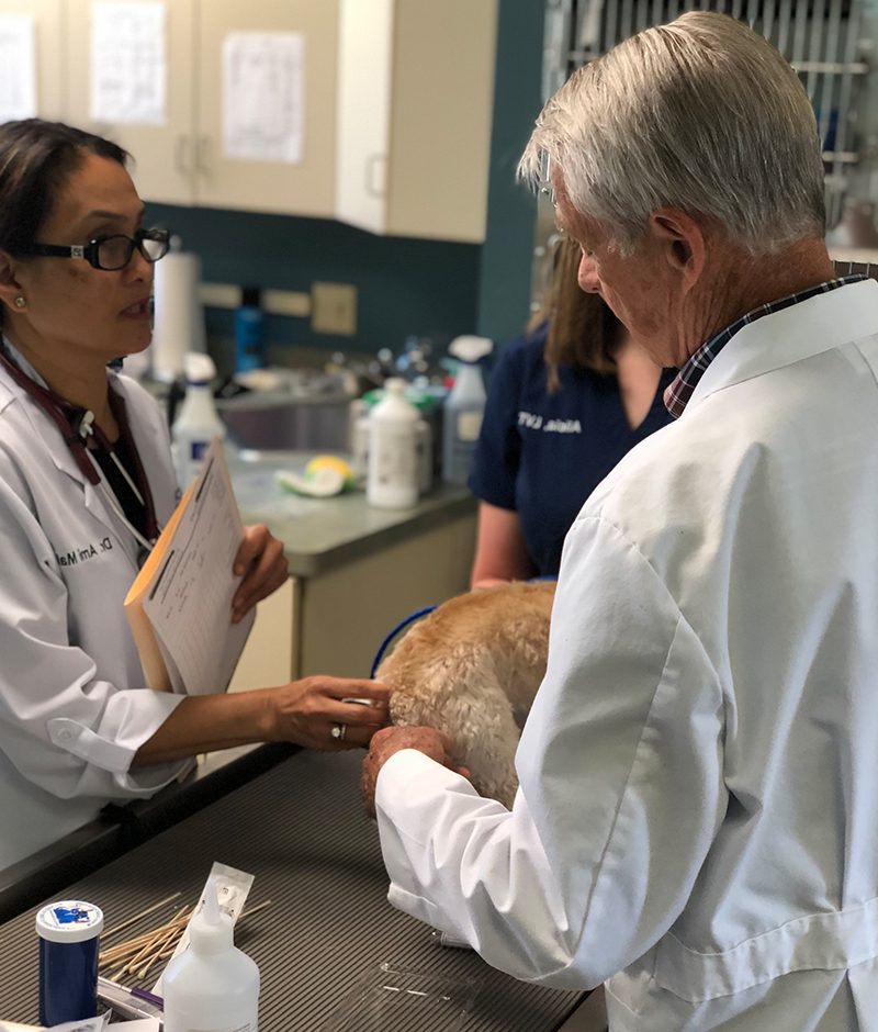 Wellness and Prevention - Vet in Rochester | Midtown Veterinary Hospital