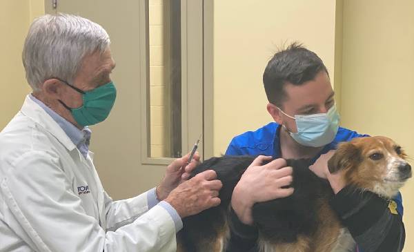 AAHA - Vet in Rochester | Midtown Veterinary Hospital