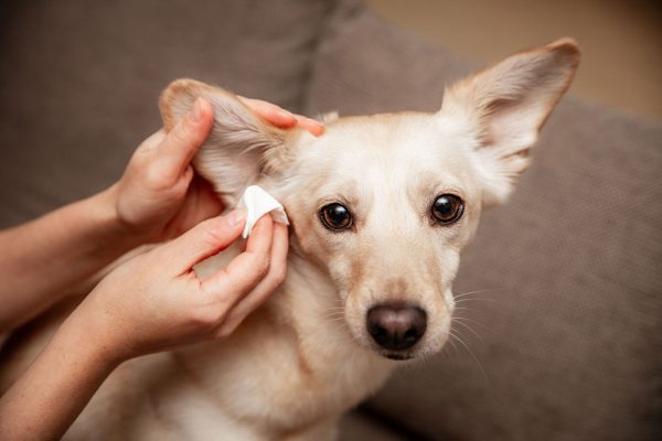 Don’t Ignore the Itch: How to Handle Recurring Dog Ear Problems ...