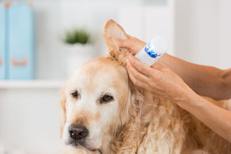 Don’t Ignore the Itch: How to Handle Recurring Dog Ear Problems ...