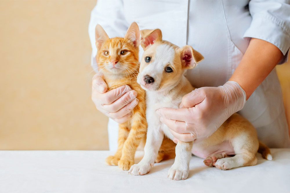 Deworming Schedules for Puppies & Kittens - Midtown Veterinary Hospital